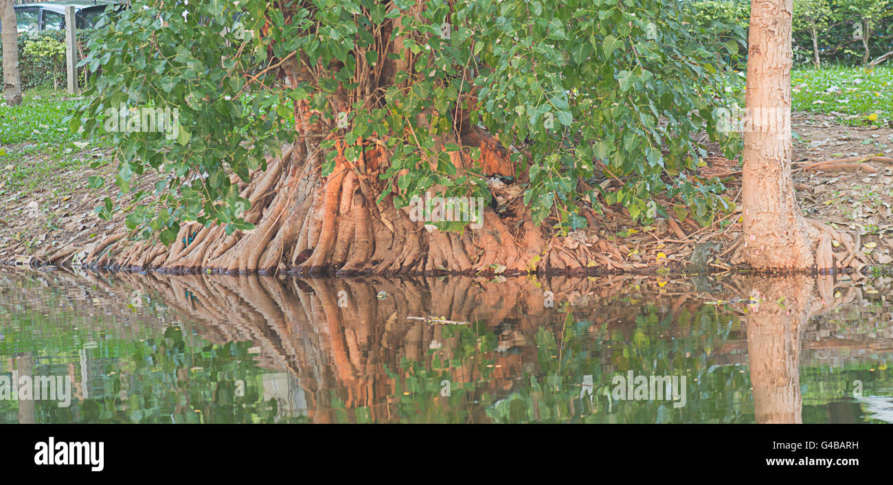 tree roots waterfront Stock Photo - Alamy