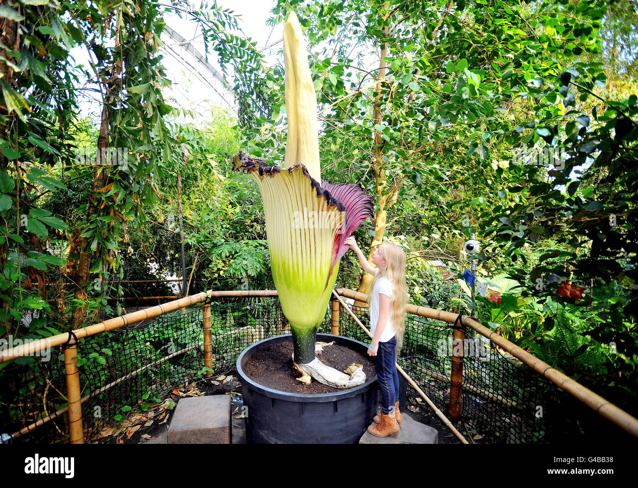 Amorphophallus titanium High Resolution Stock Photography and Images ...