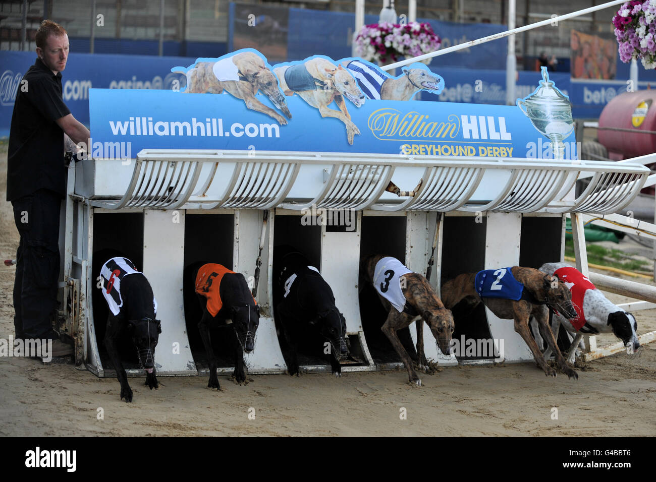 Greyhounds burst out of the starting box at Wimbledon Greyhound Stadium ...