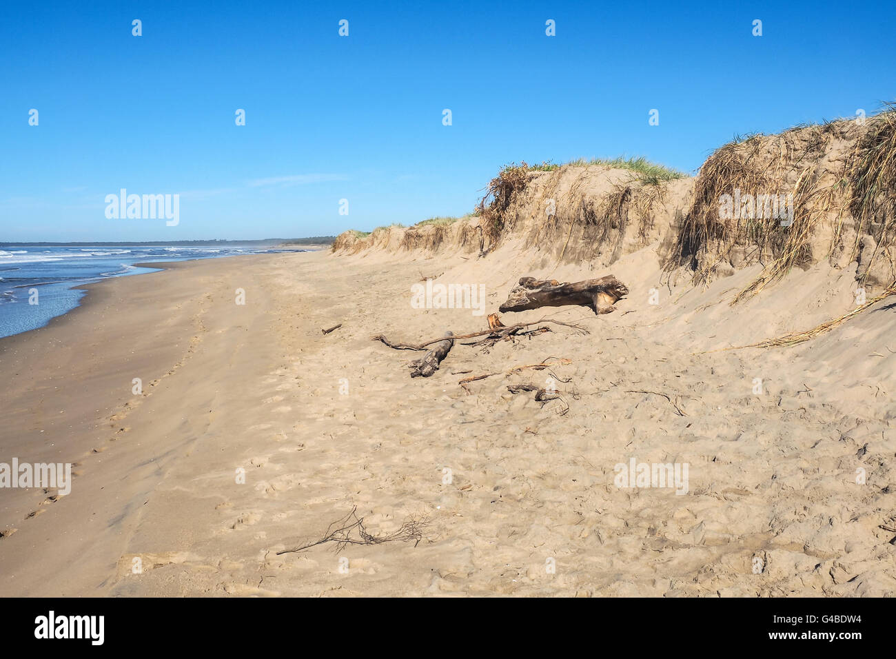 Sand Dune and Beach Erosion Stock Photo - Alamy