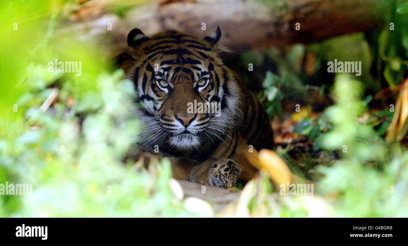 Sumatran Tiger At Chester Zoo High Resolution Stock Photography and ...