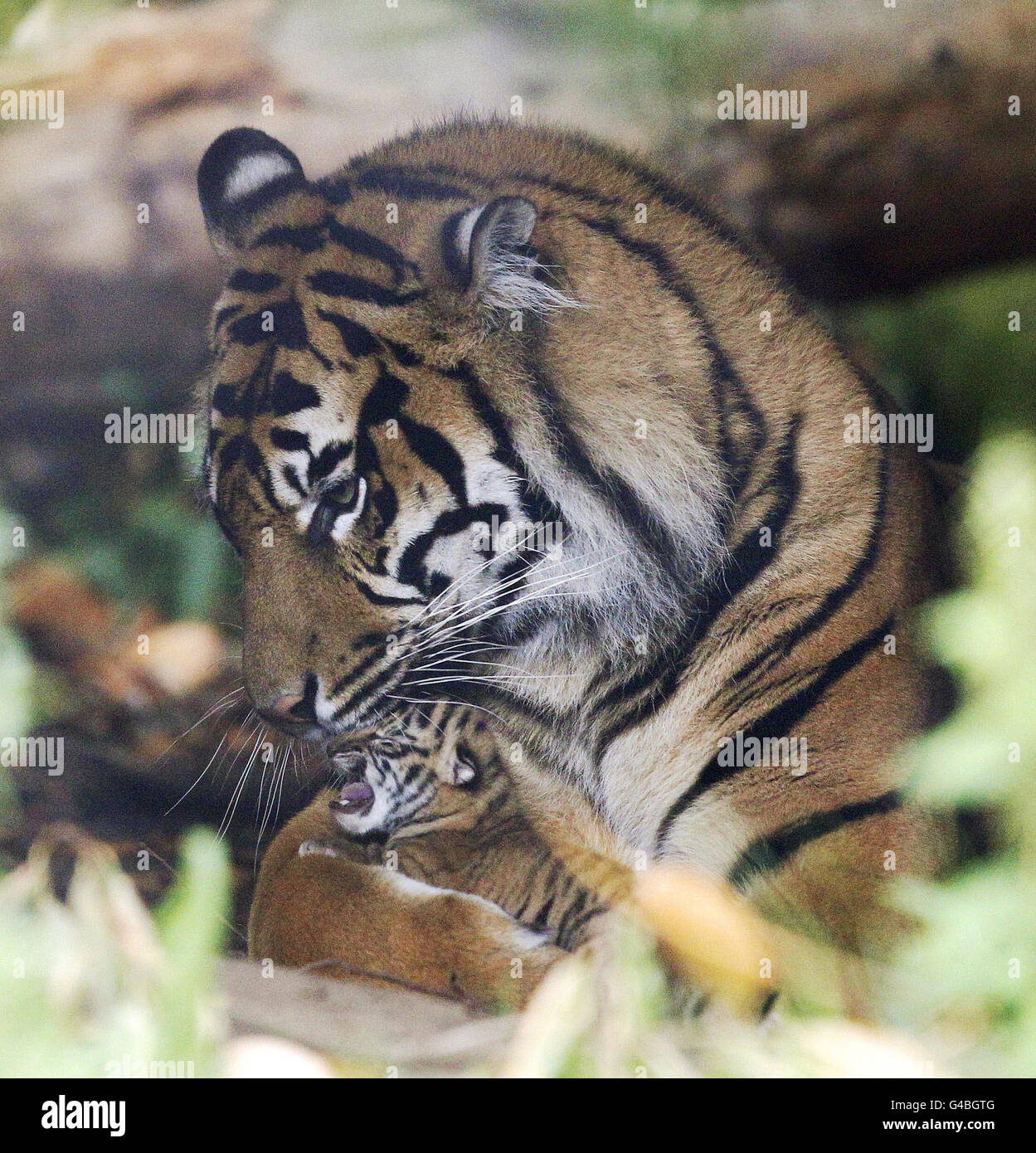 Sumatran Tiger At Chester Zoo High Resolution Stock Photography and ...