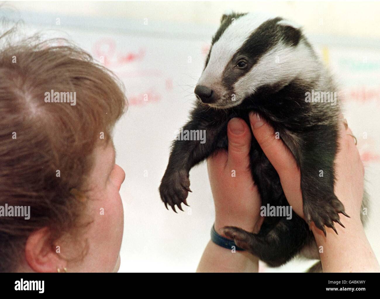 A director of the gloucestershire wildlife rescue centre at hartpury hi ...