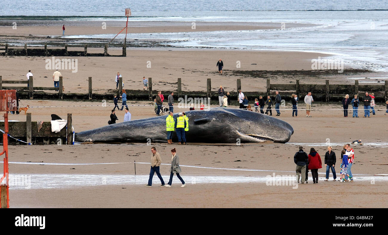 Beached whale in redcar hi-res stock photography and images - Alamy