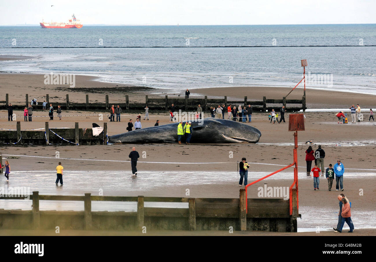 Crowds gather around a 44ft Sperm whale, which has now died after it ...