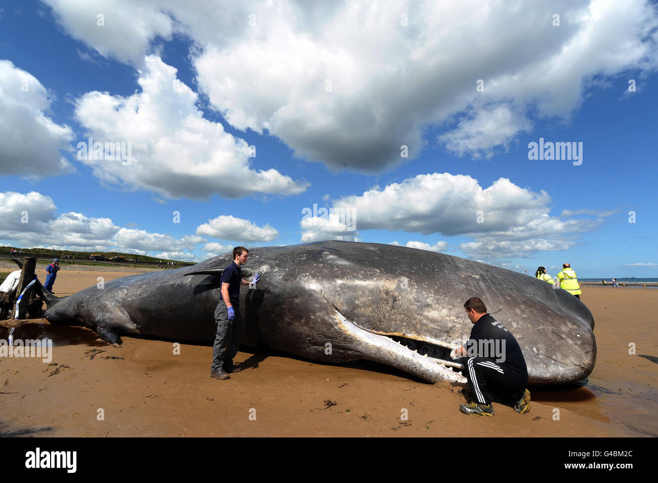 British marine life hi-res stock photography and images - Alamy