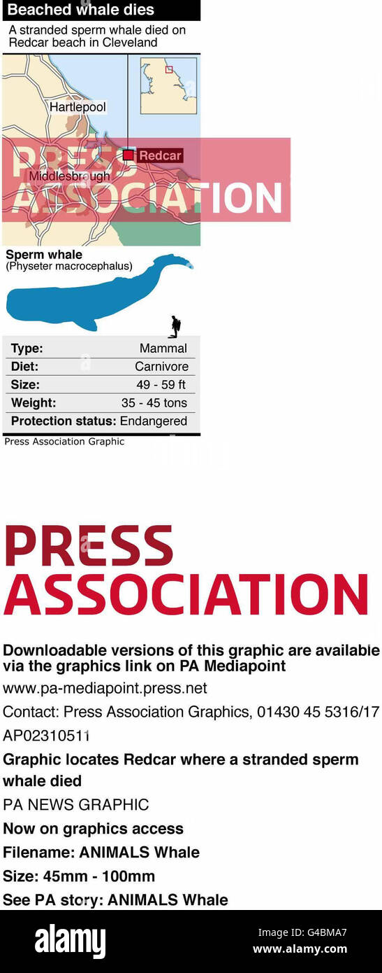 Graphic locates Redcar where a stranded sperm whale died Stock Photo ...