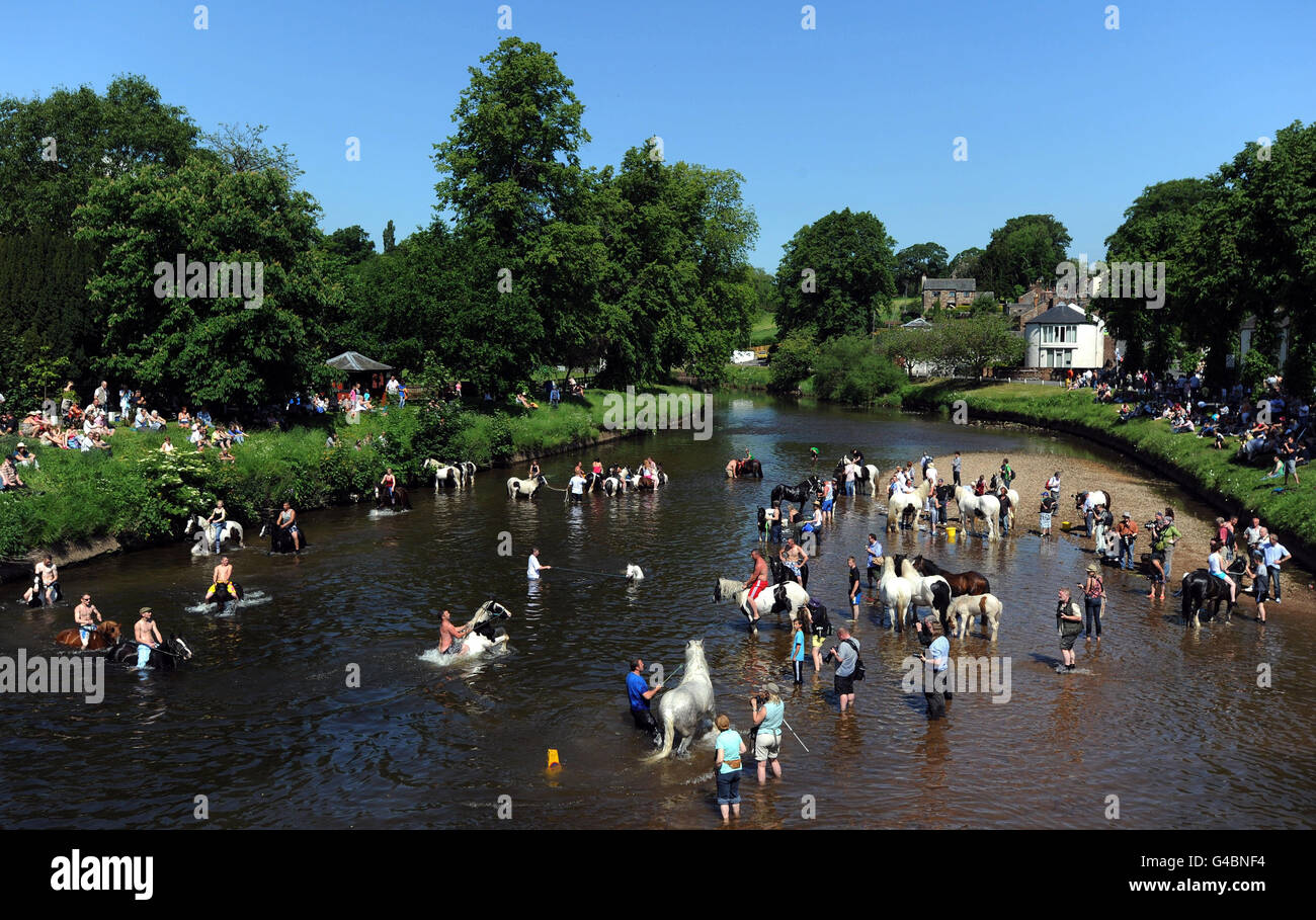 Appleby horse fair horses river hi-res stock photography and images - Alamy