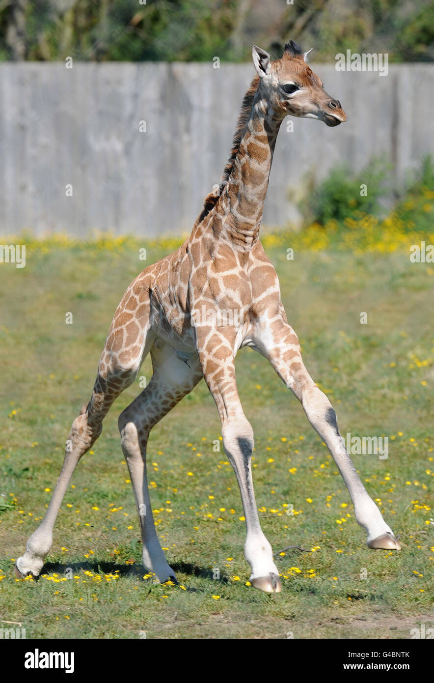 New giraffe at Flamingo Land named Stock Photo - Alamy