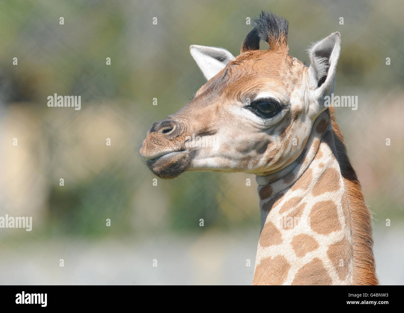 New giraffe at Flamingo Land named Stock Photo - Alamy
