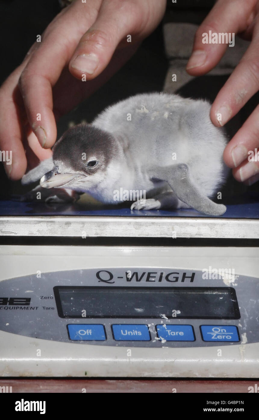 Penguins at Scotland Zoo Stock Photo - Alamy