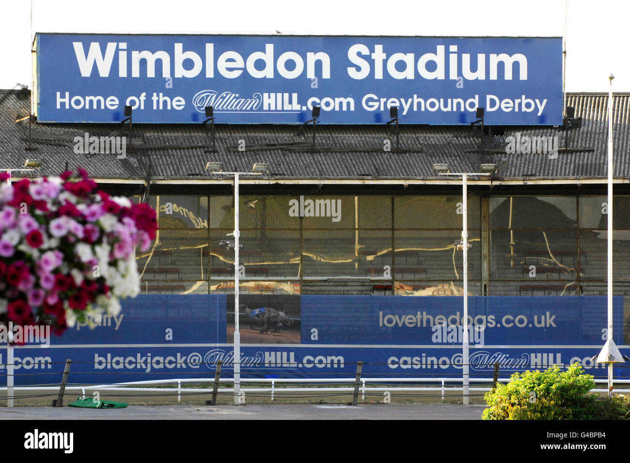 Greyhounds - Wimbledon Greyhound Stadium Stock Photo - Alamy