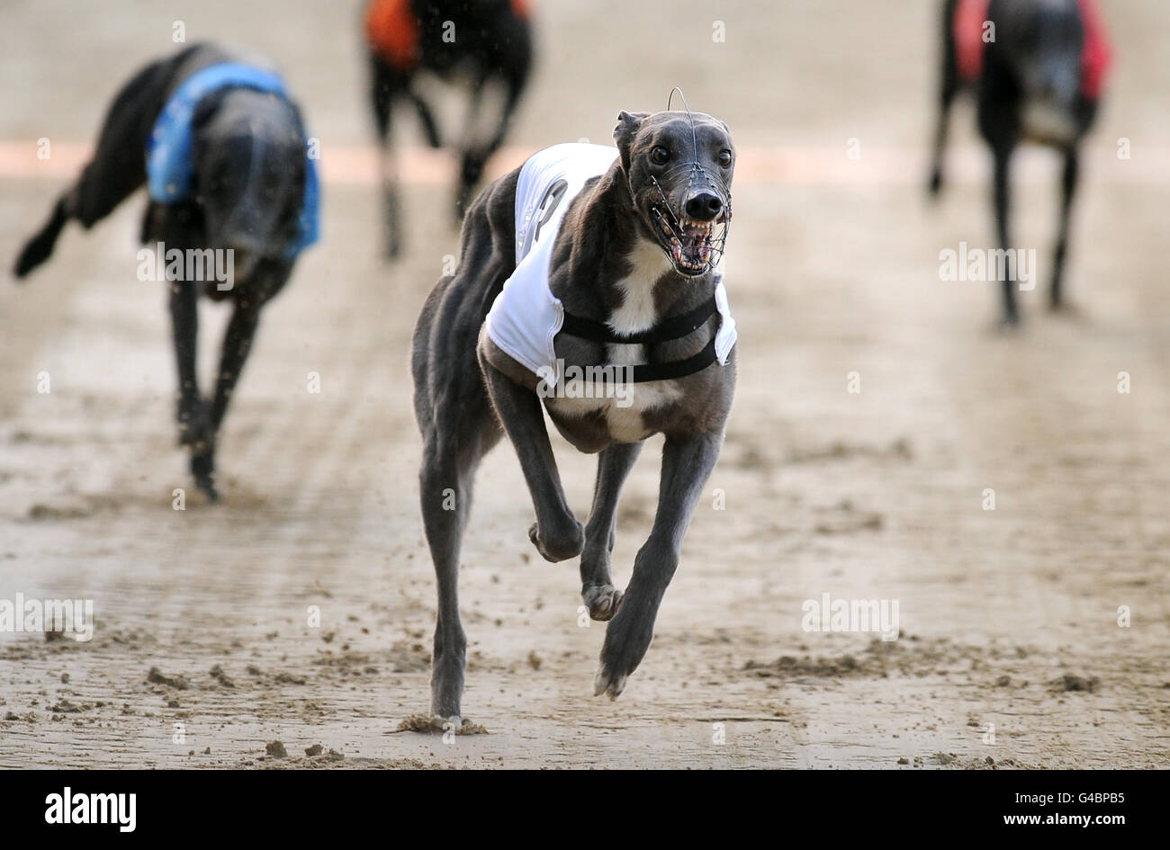 Greyhounds - Wimbledon Greyhound Stadium. Runners in the www ...