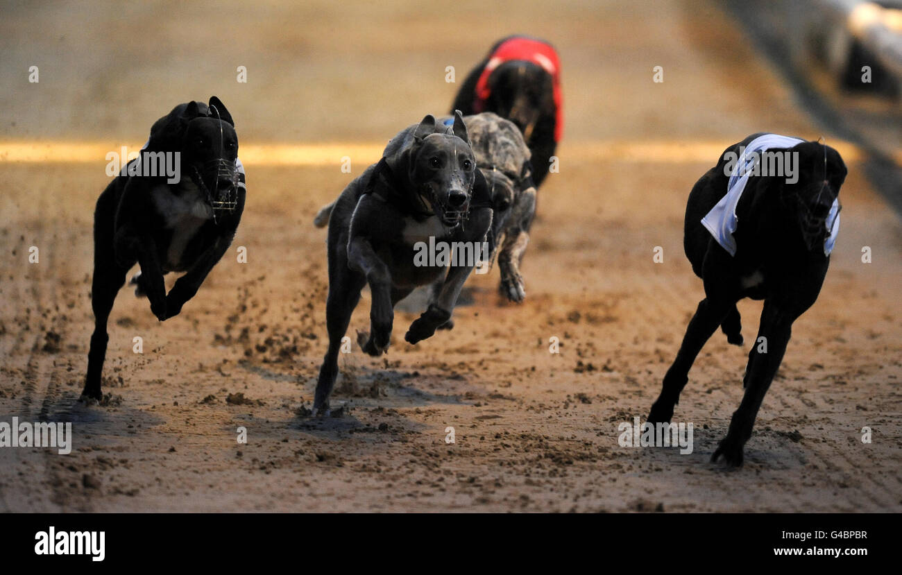 Greyhounds - Wimbledon Greyhound Stadium Stock Photo - Alamy