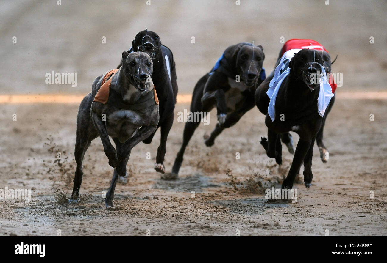 Greyhounds - Wimbledon Greyhound Stadium Stock Photo - Alamy