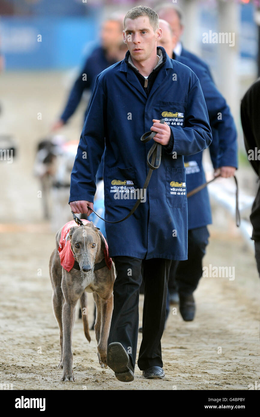 Greyhounds - Wimbledon Greyhound Stadium Stock Photo - Alamy