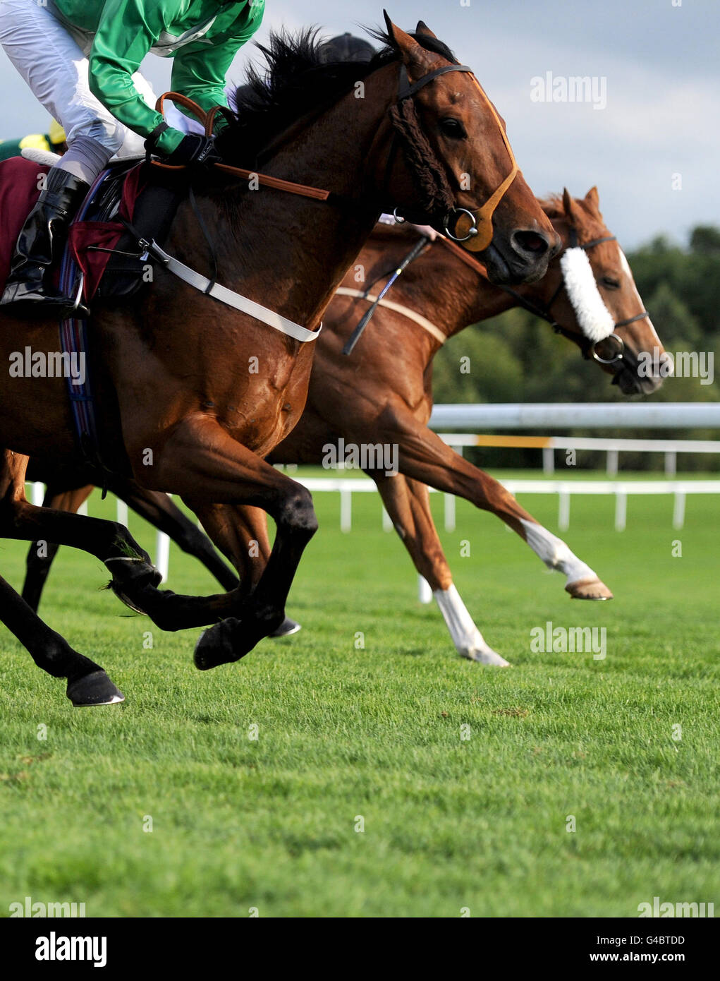 Runners riders race evening haydock park racecourse hi-res stock ...