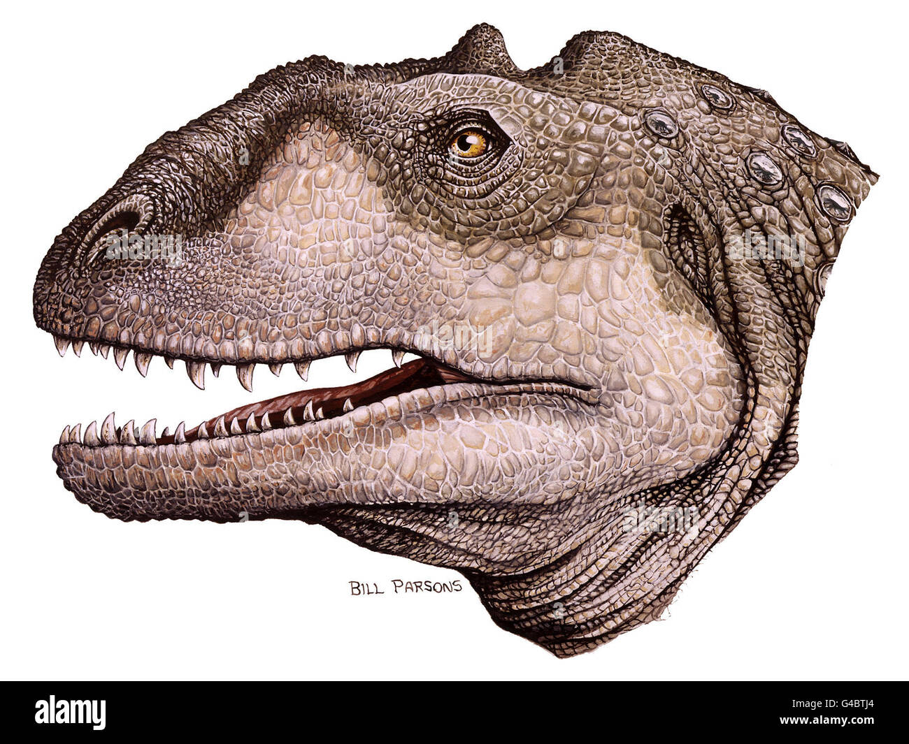 Majungatholus hi-res stock photography and images - Alamy