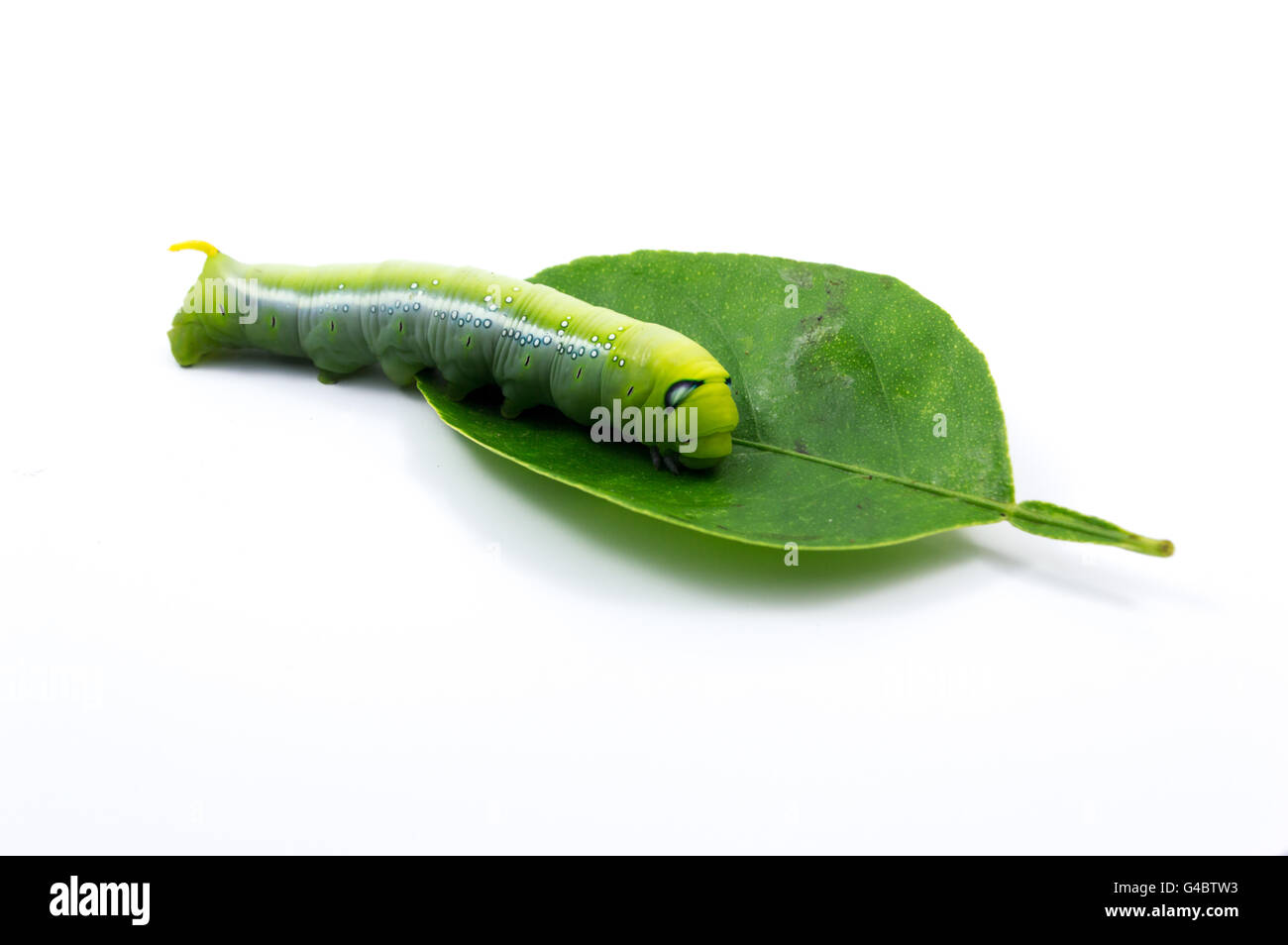 Green caterpillars or green worm isolated on white background Stock ...