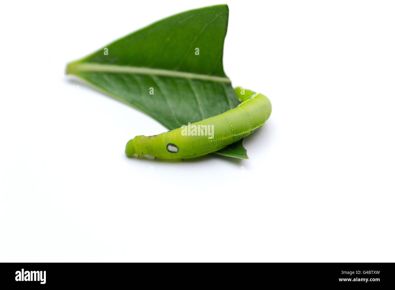 Green caterpillars or green worm isolated on white background Stock ...
