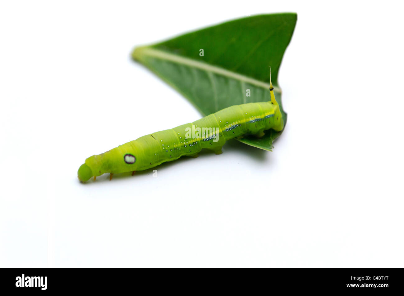 Green caterpillars or green worm isolated on white background Stock ...