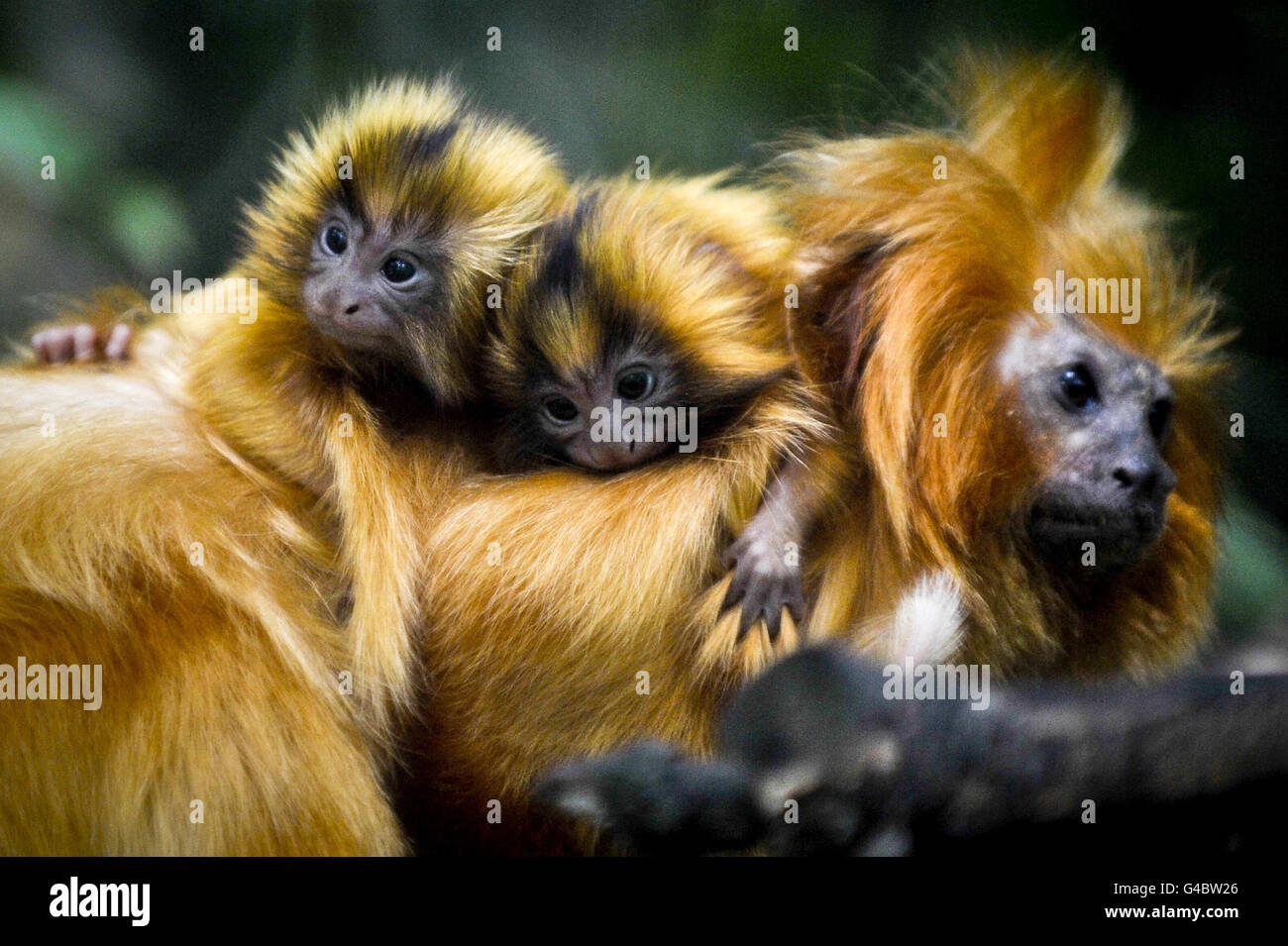 Baby animals at Bristol Zoo Gardens Stock Photo - Alamy