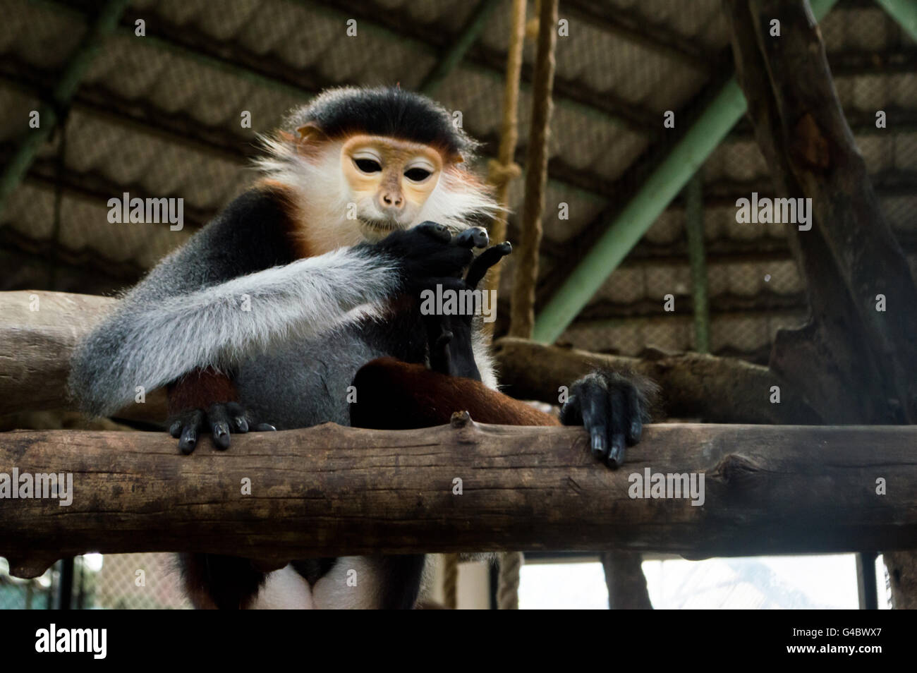 Red shanked douc hi-res stock photography and images - Alamy