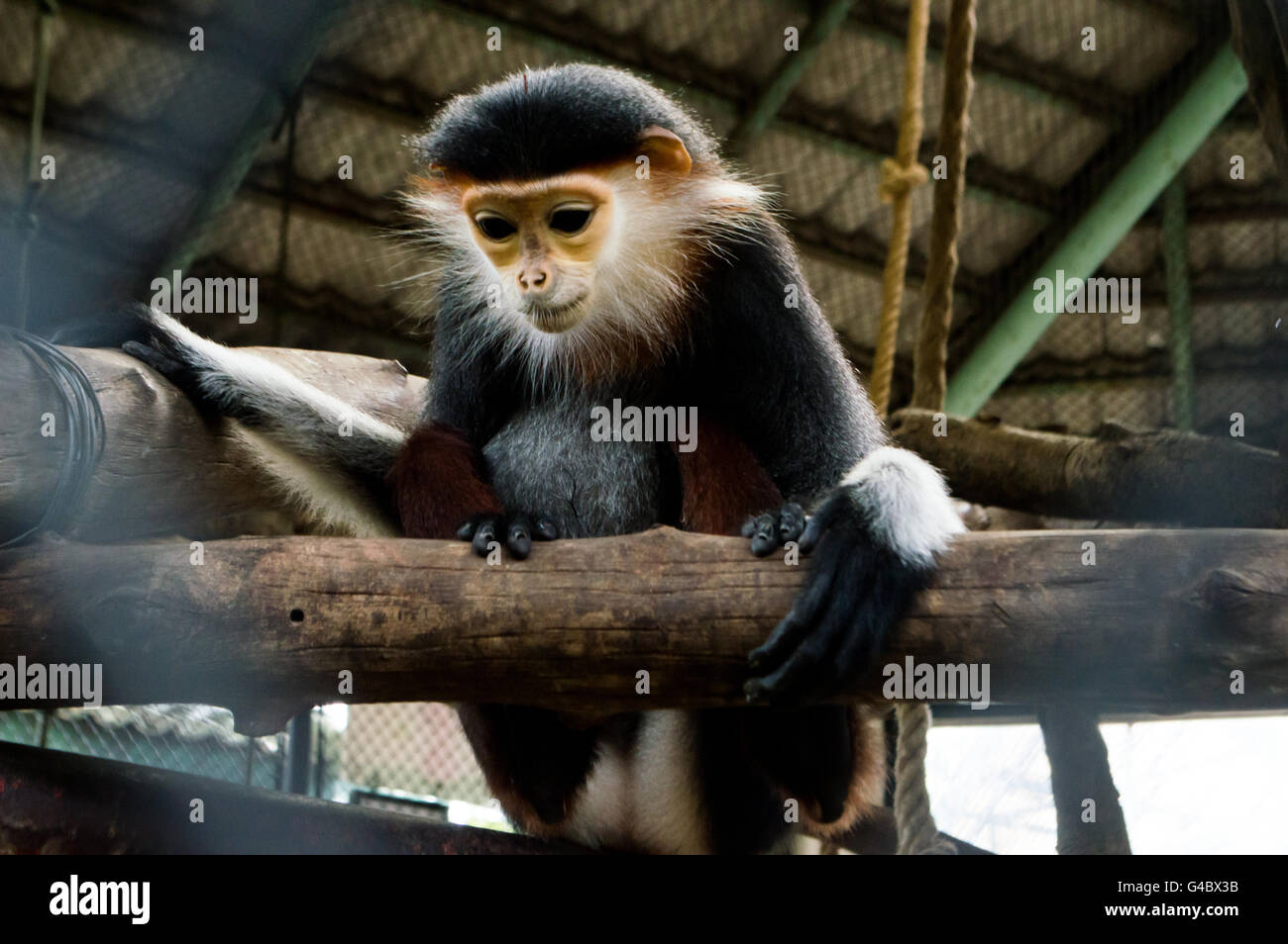 Black shanked douc langur hi-res stock photography and images - Alamy