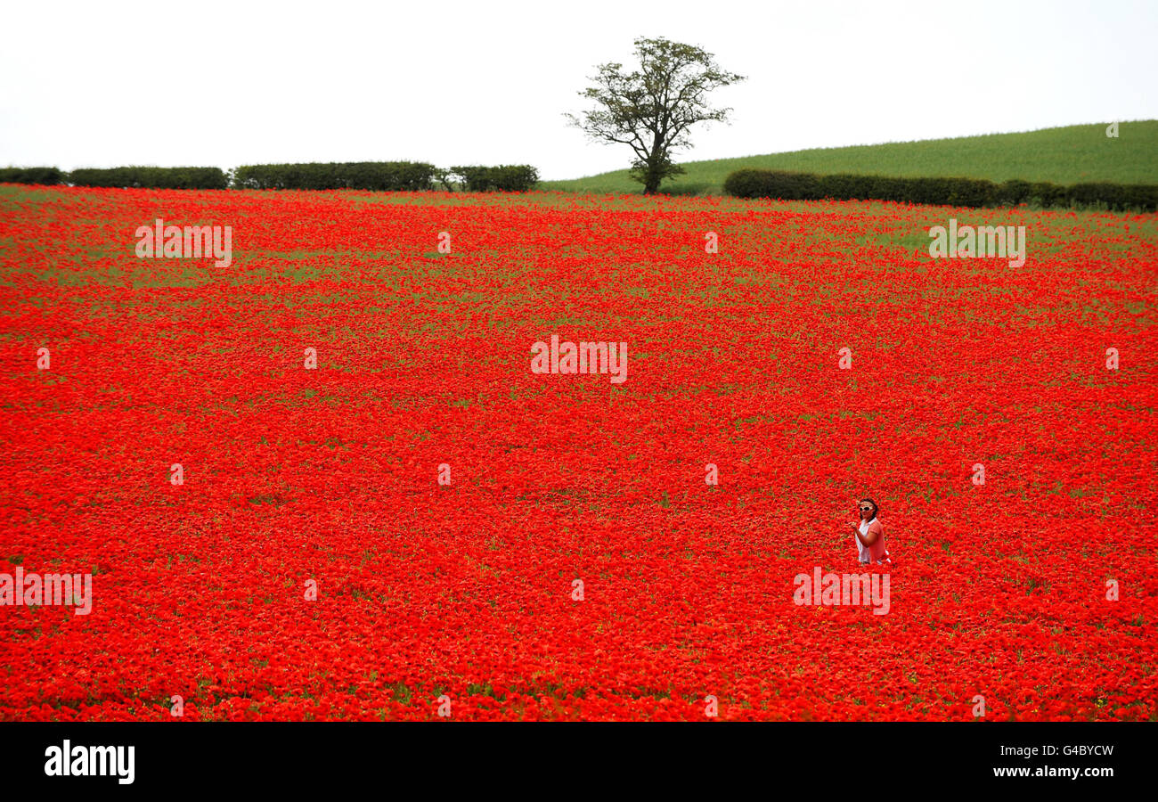Elizabeth Grace Glazie, 20, walks through a poppy field in Corbridge ...