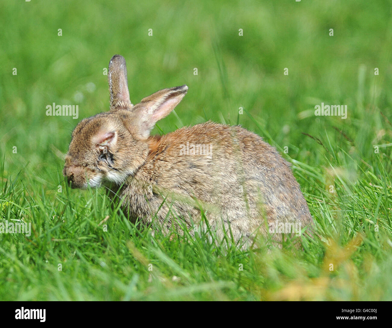 Animal stock. A wild rabbit with the myxomatosis disease, sits in the ...