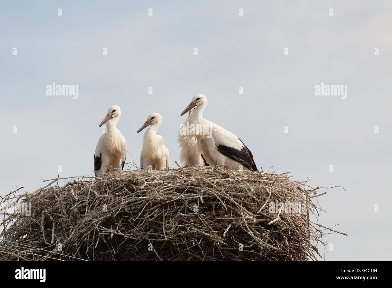 Birds of stork family hi-res stock photography and images - Alamy