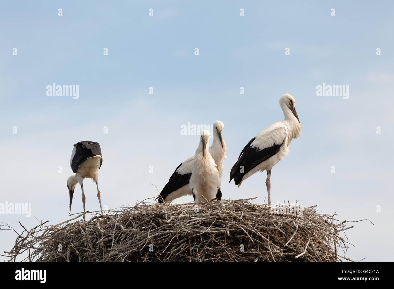 Young baby birds of a white stork in a nest against the blue sky Stock ...