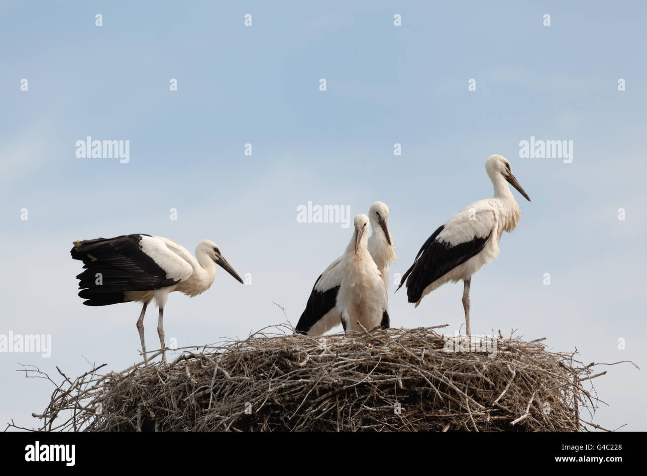 White stork family hi-res stock photography and images - Alamy