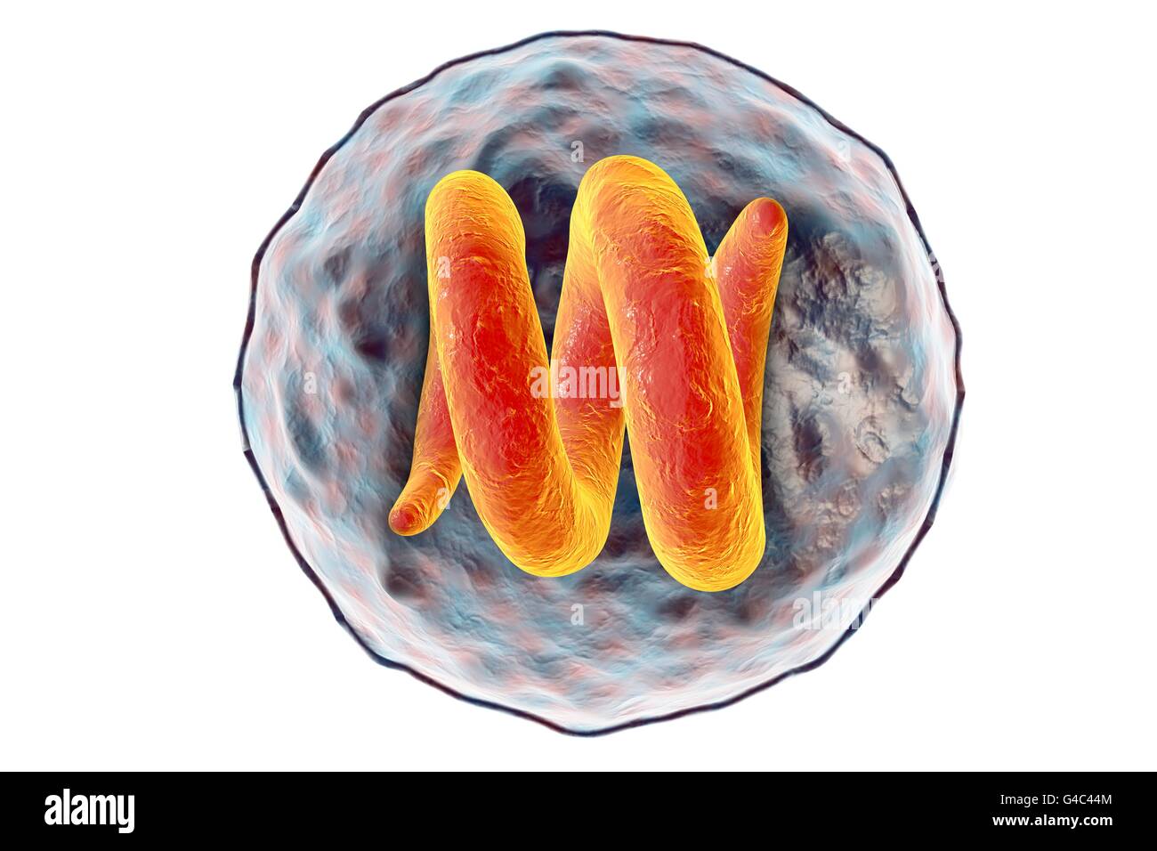 Photomicrograph Of Trichinella Spiralis Trichina Worm