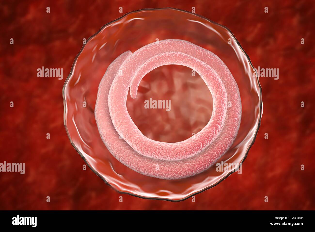Trichinella spiralis hi-res stock photography and images - Alamy