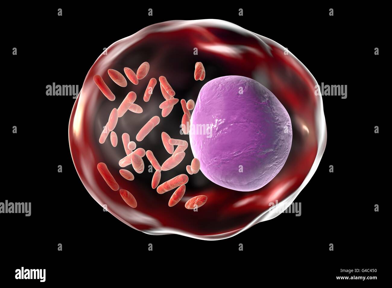 Rickettsia bacteria (red rods) inside a cell, computer illustration ...