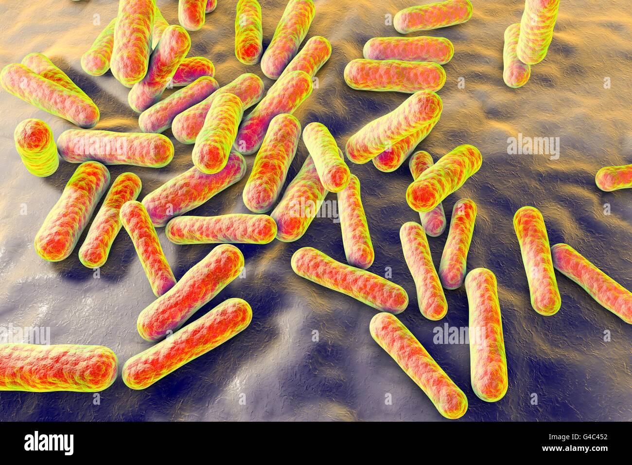 Propionibacterium bacteria, computer illustration. These are an example ...