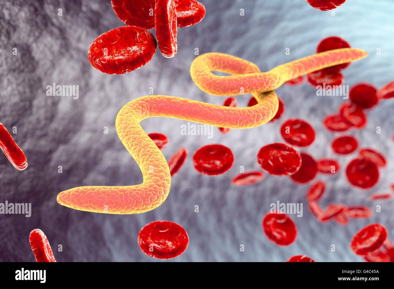 Microfilaria worms in blood. Computer illustration showing immature ...