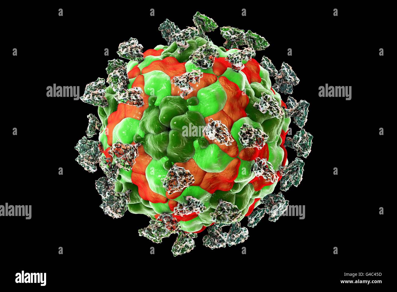 Picornaviridae Stock Photos & Picornaviridae Stock Images - Alamy