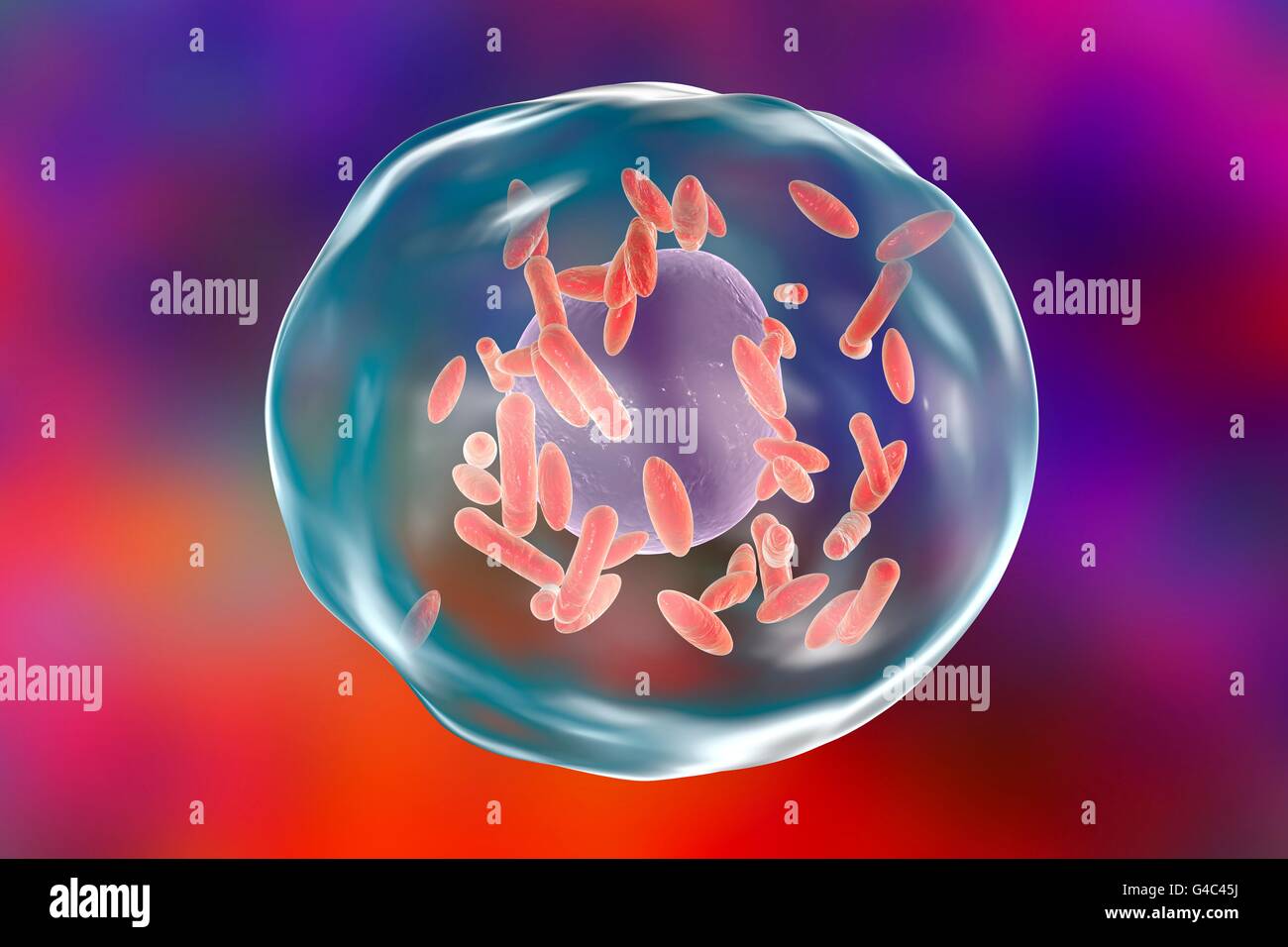 Gram negative intracellular rods hi-res stock photography and images ...