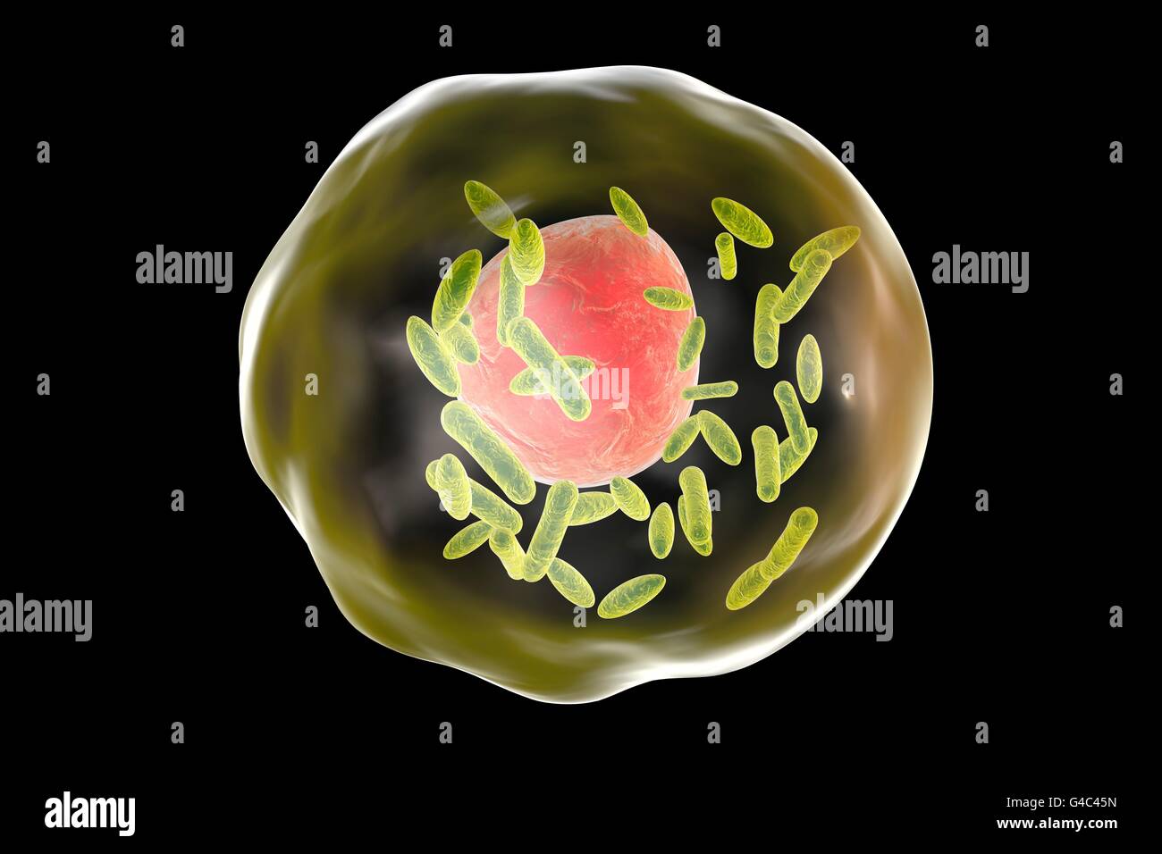 Q fever bacteria (Coxiella burnetii, green rods) inside a cell ...