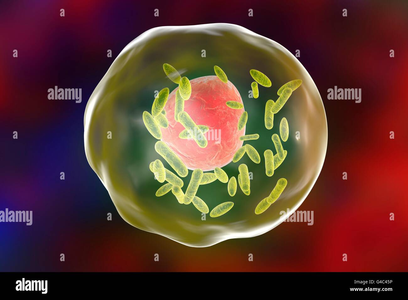 Q fever bacteria (Coxiella burnetii, green rods) inside a cell Stock ...