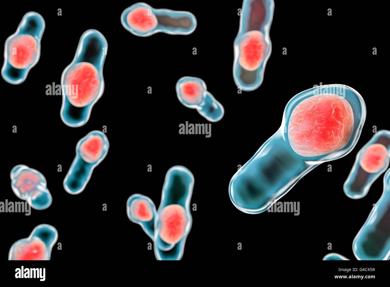 Clostridium difficile bacteria, computer illustration. C. difficile is ...