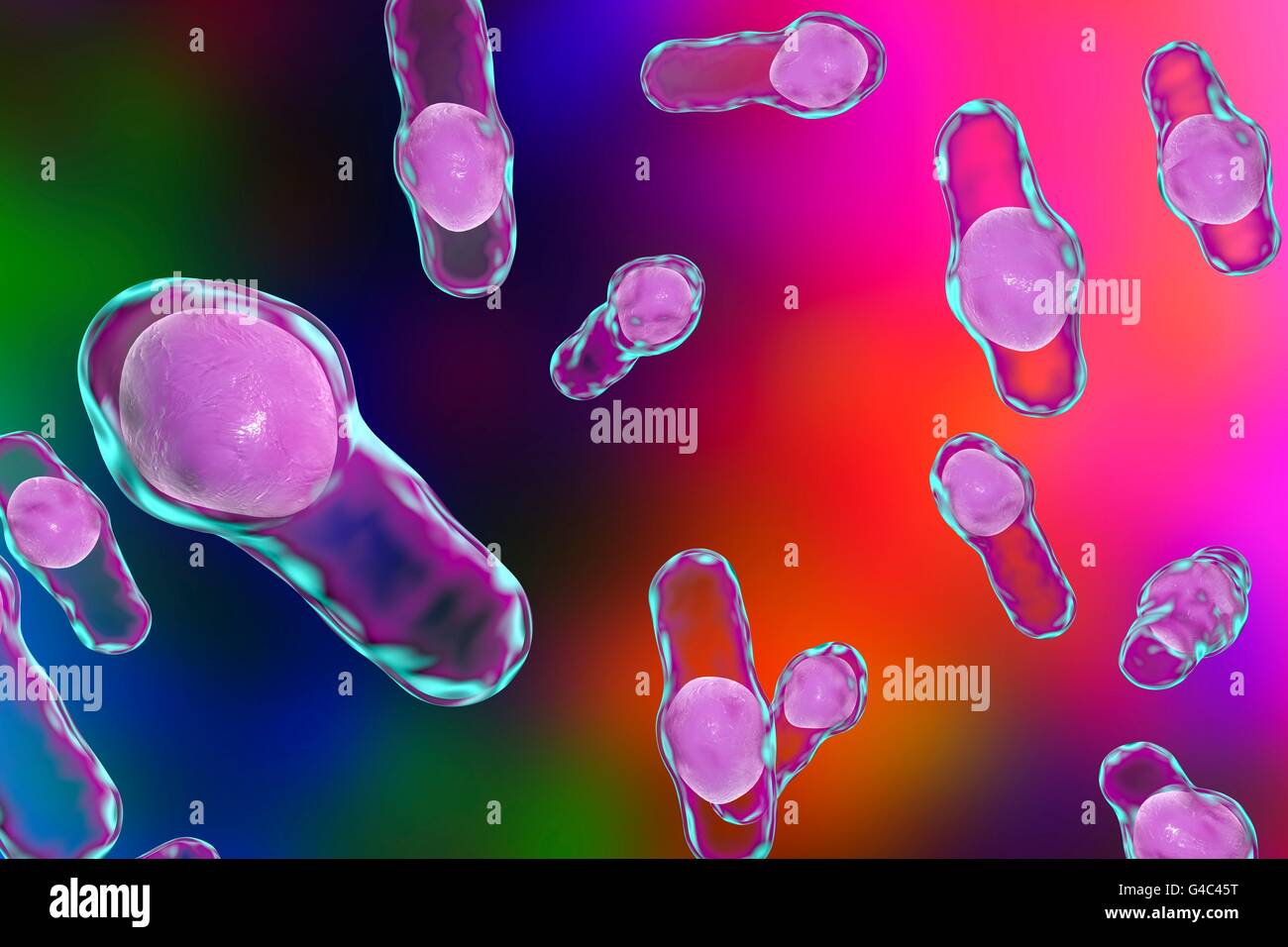 Clostridium difficile bacteria, computer illustration. C. difficile is ...