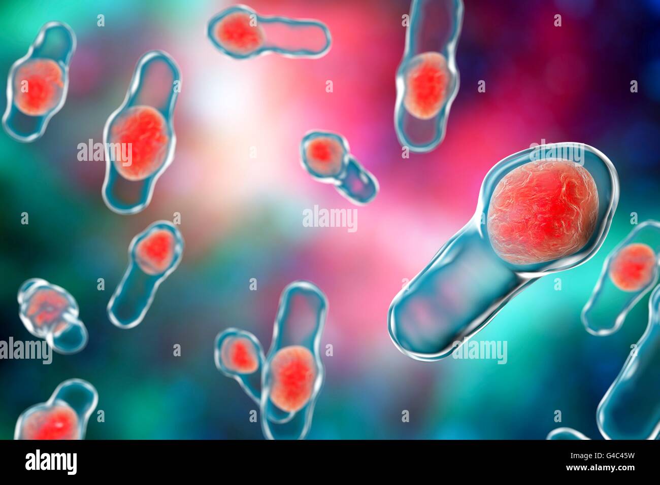 Clostridium difficile bacteria hi-res stock photography and images - Alamy