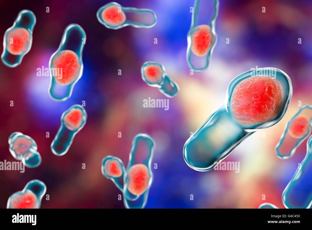 Clostridium difficile bacteria hi-res stock photography and images - Alamy