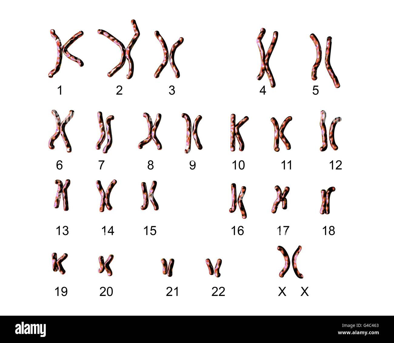 Computer illustration of a normal male karyotype, the full complement ...