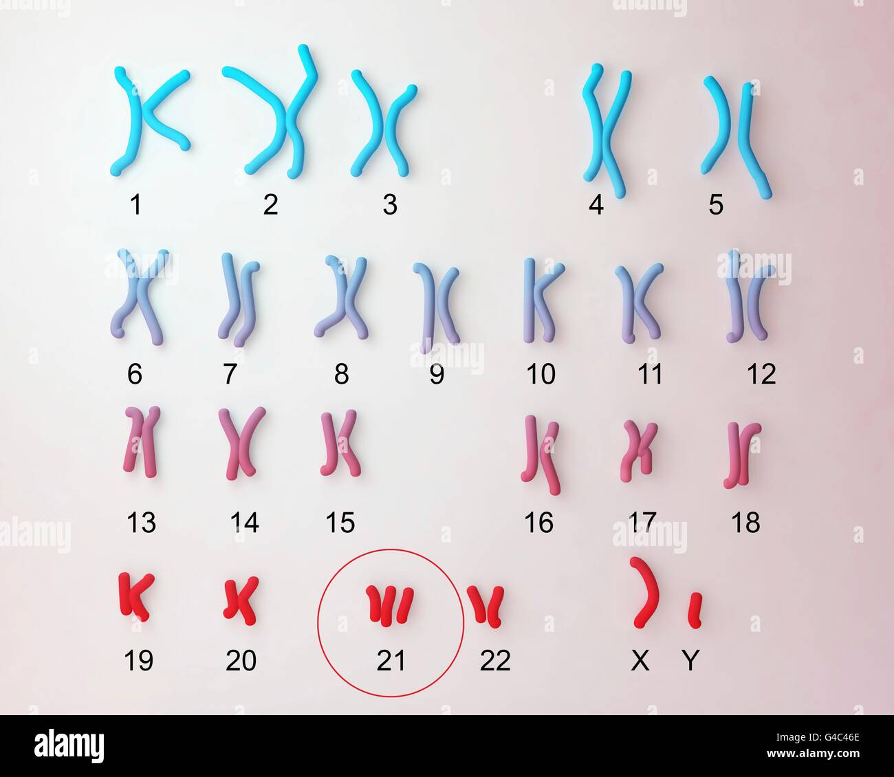 Xy Chromosome Karyotype 40 Xy Chromosomes Stock Photos, High Res