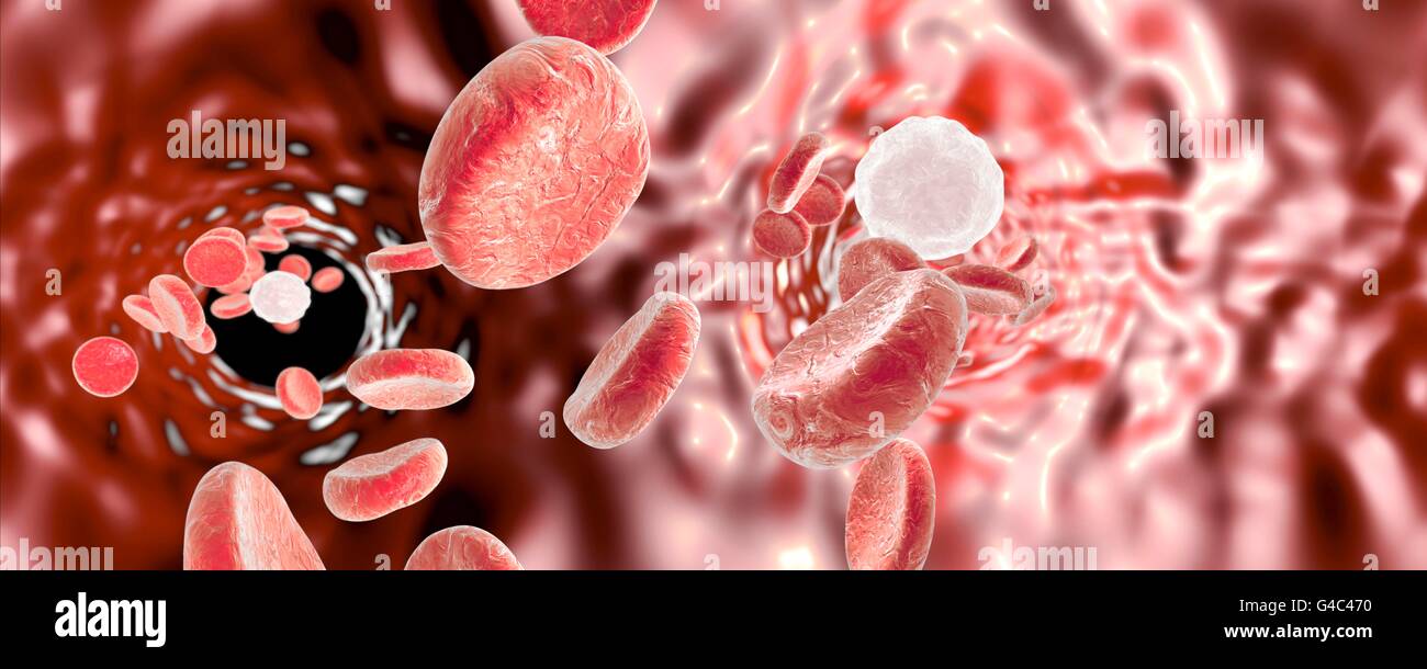 Red blood cells and white blood cells, computer illustration. Panorama ...