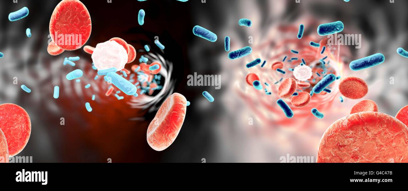 Illustration of rod-shaped bacteria in a blood vessel with red blood ...